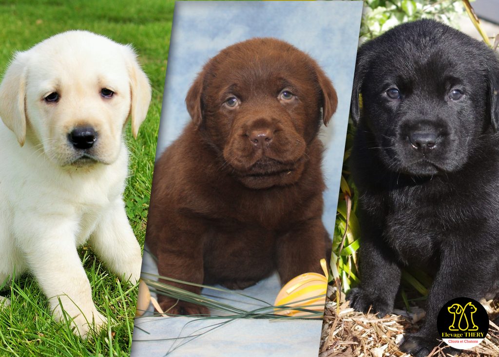 GRANDES TAILLES – Elevage Thery